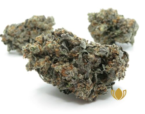 PR | Julius Caesar – Top Cola Delivery