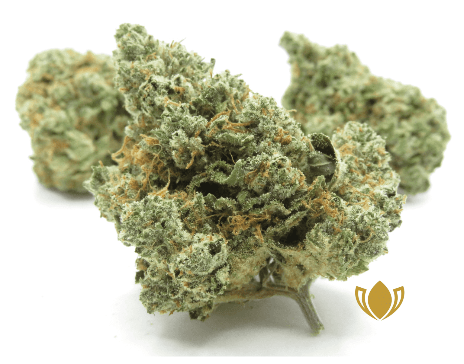 Indica – Top Cola
